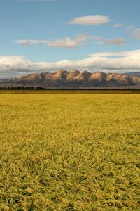 California Rice is Different - Planet Rice